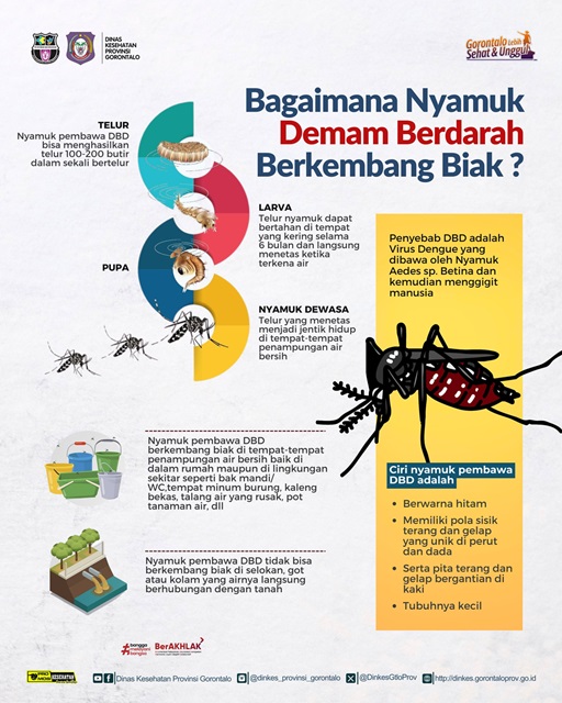 Media KIE Bagaimana Nyamuk DBD Berkembang Biak? – Website Resmi Dinas ...